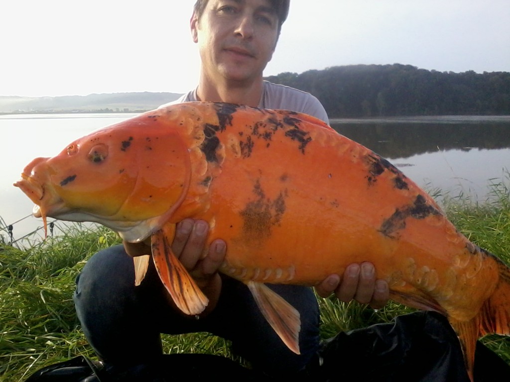 Ribiška družina Ljutomer - KOI KRAP